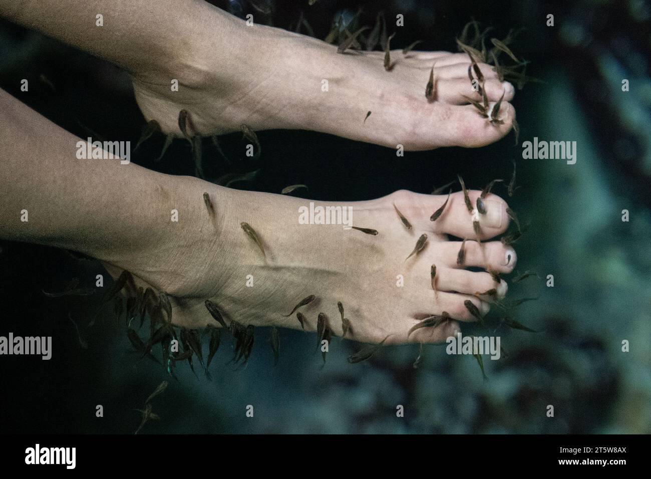Close up view of beautiful feet in a fish pedicure and exfoliation in ...
