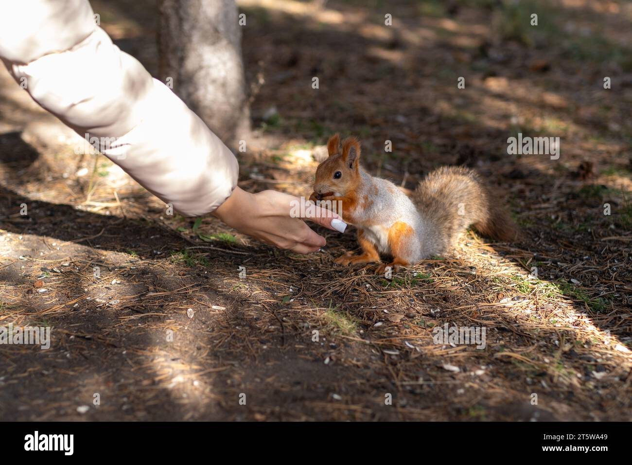 Squirrel eats from feeder feed hi-res stock photography and images - Alamy