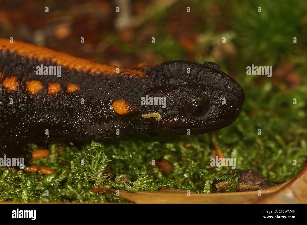 Natural closeup on a colorful but endangered adult Tiannan Crocodile ...