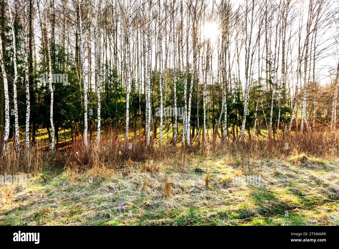 Valley with white birch trees hi-res stock photography and images - Alamy