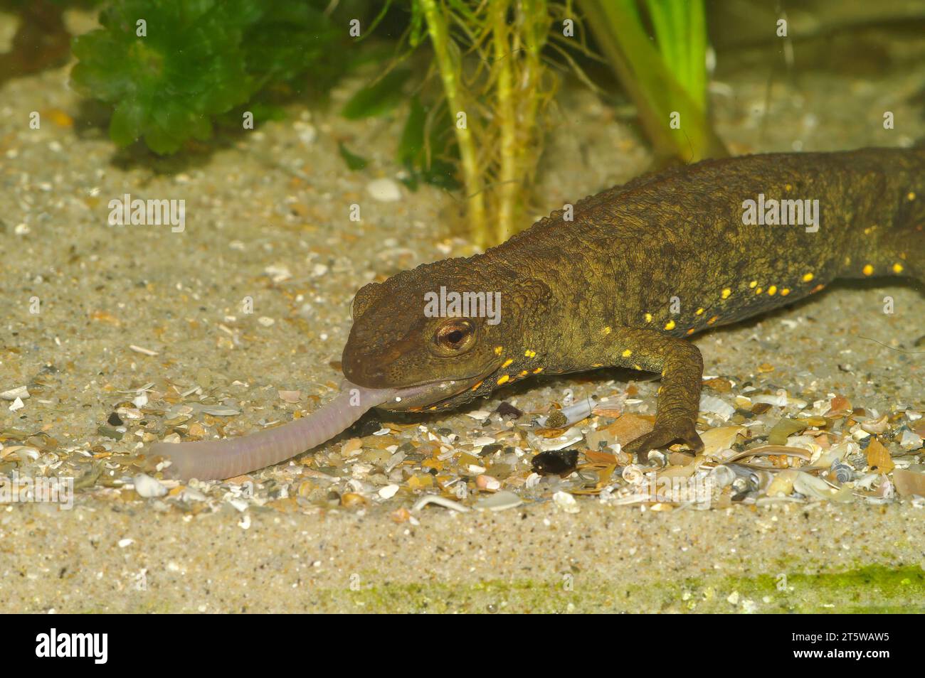 Natural closeup on a territorial male Chinese warty newt ...