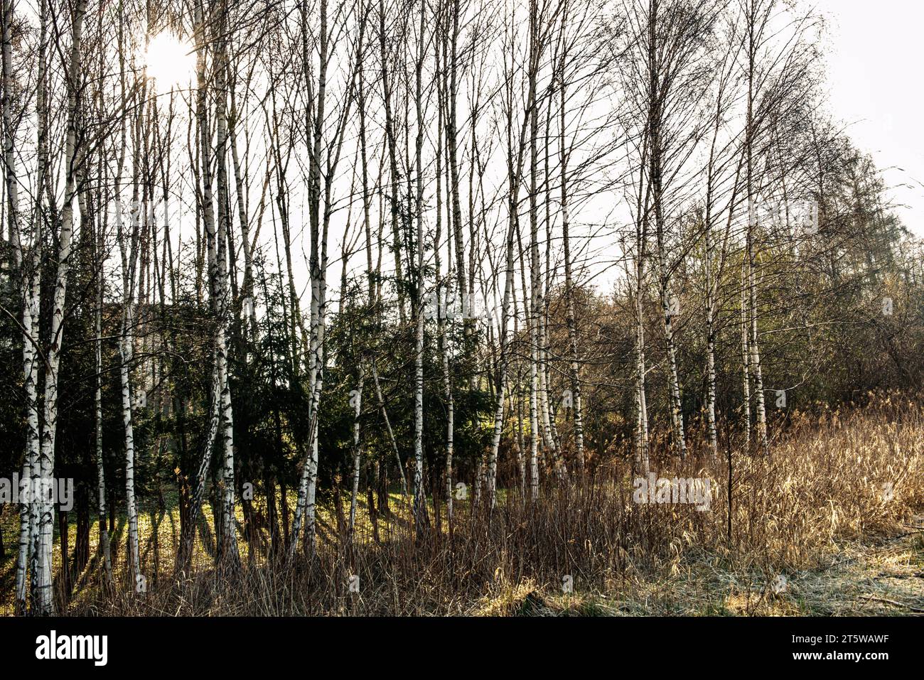 Valley with white birch trees hi-res stock photography and images - Alamy