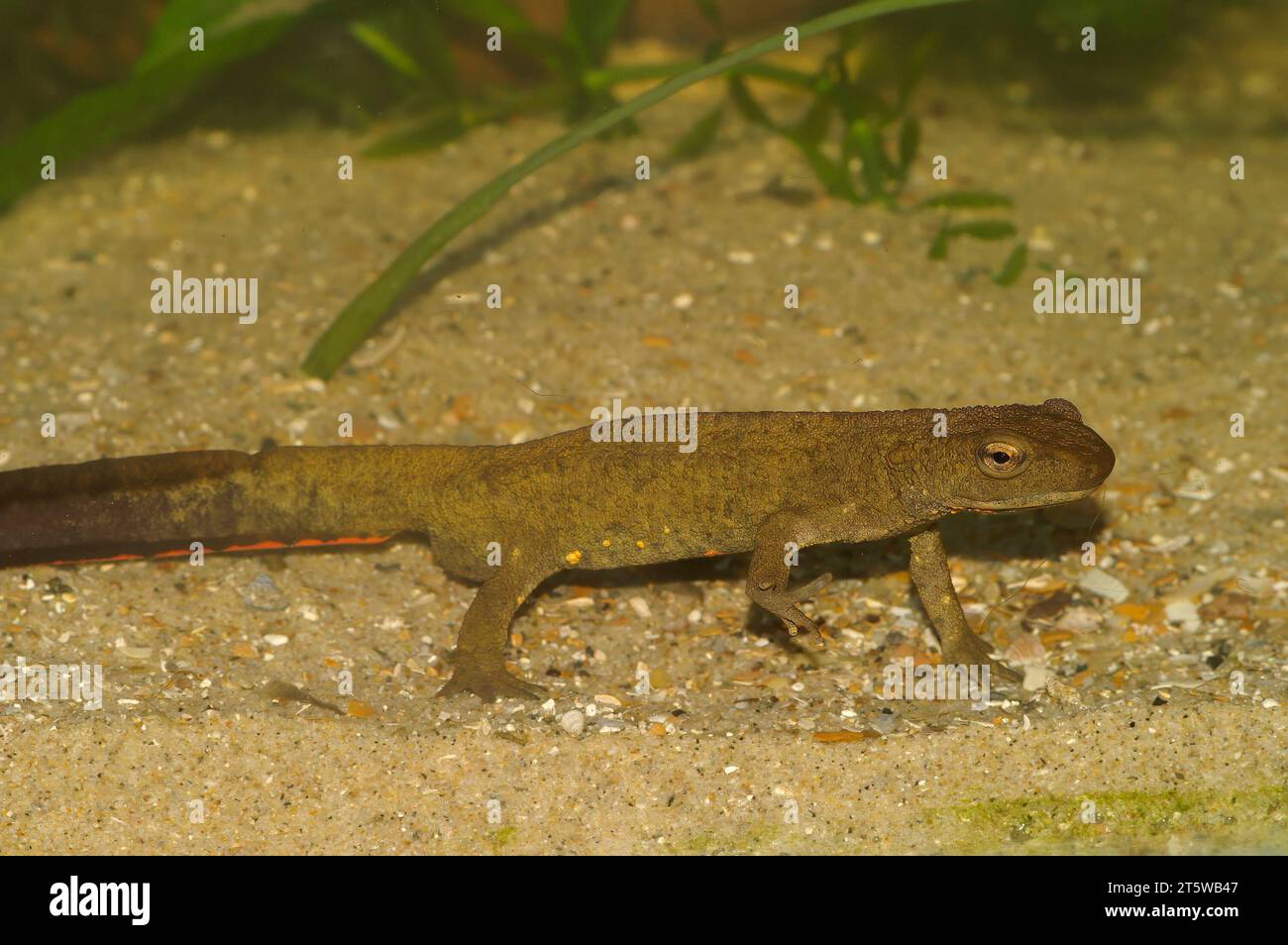Natural closeup on a territorial male Chinese warty newt ...