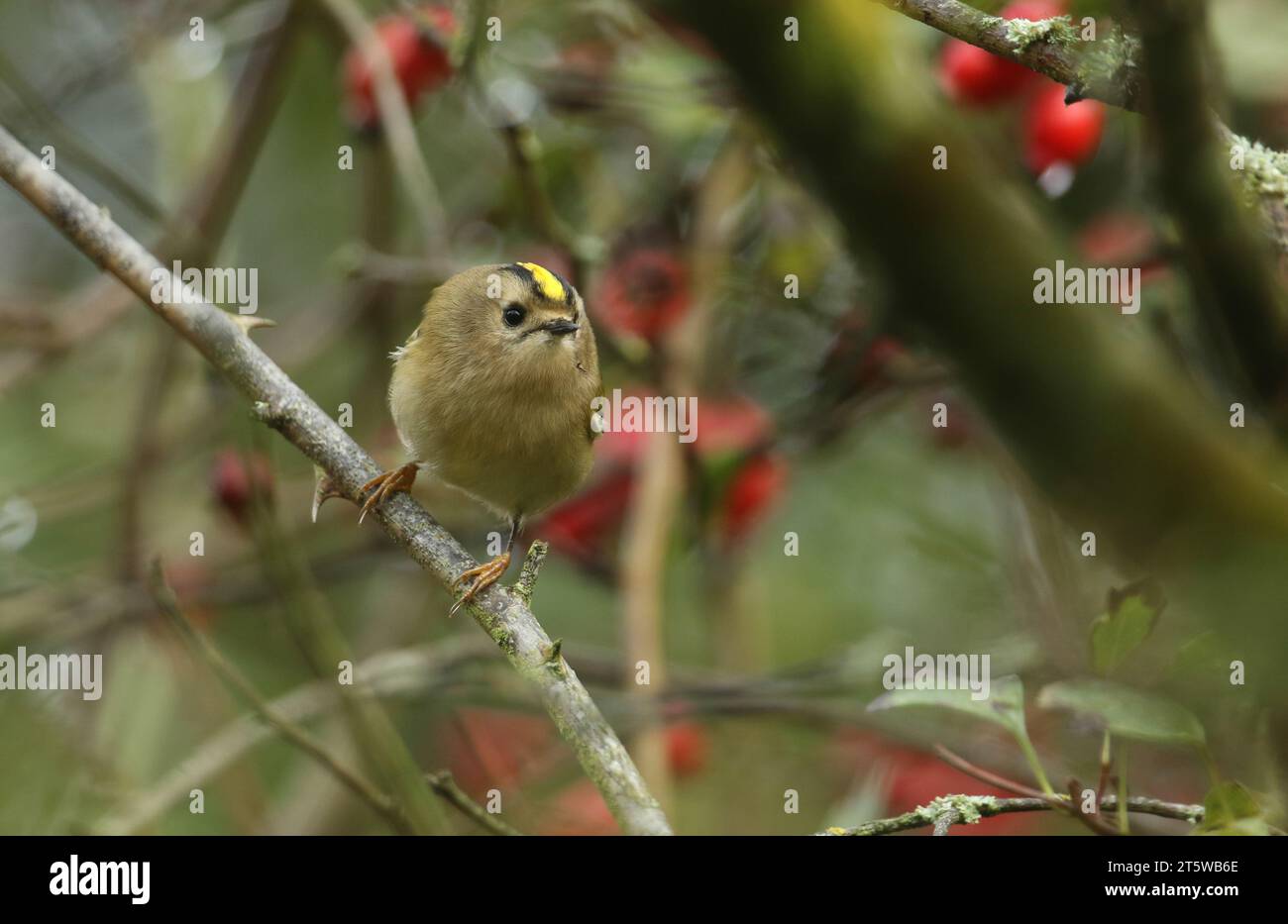 A tiny Goldcrest, Regulus regulus, hunting for insects to eat in a dog ...