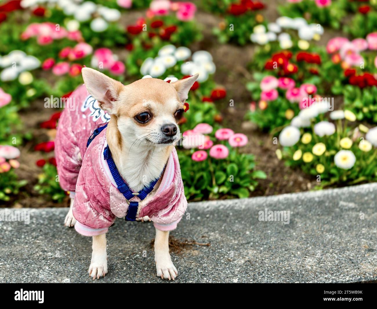 Beautiful Chihuahua dog in clothes on a background of flowers Stock ...