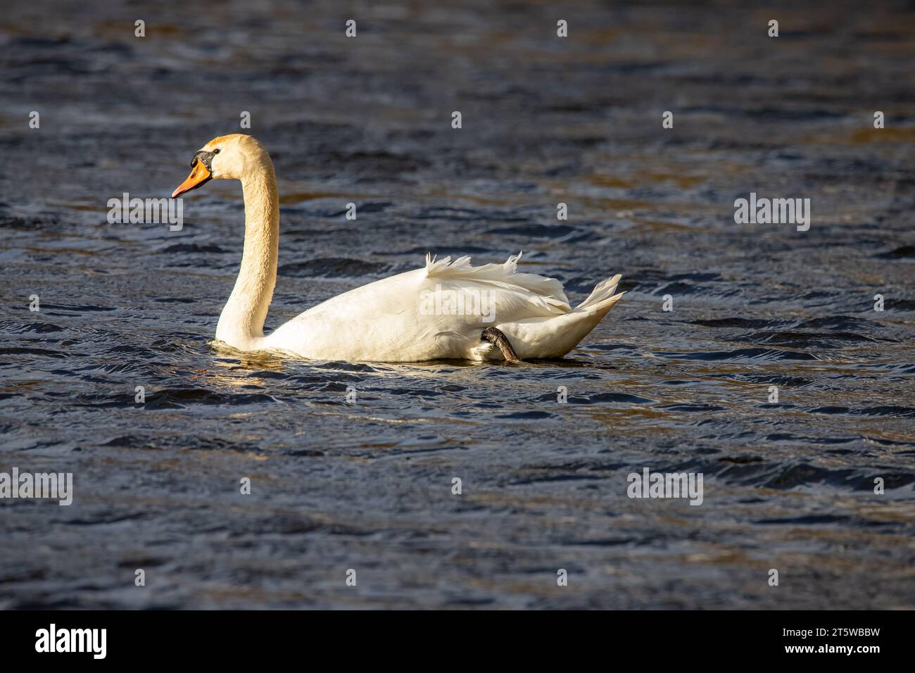 Schwimmender schwan hi-res stock photography and images - Alamy