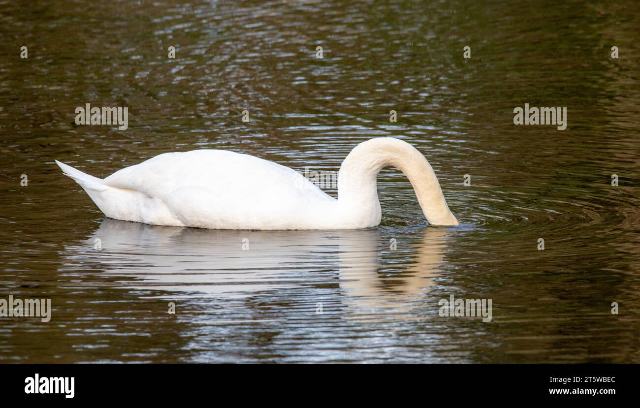 Europaischer schwan hi-res stock photography and images - Alamy