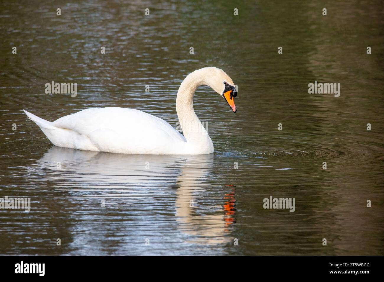 Europaischer schwan hi-res stock photography and images - Alamy
