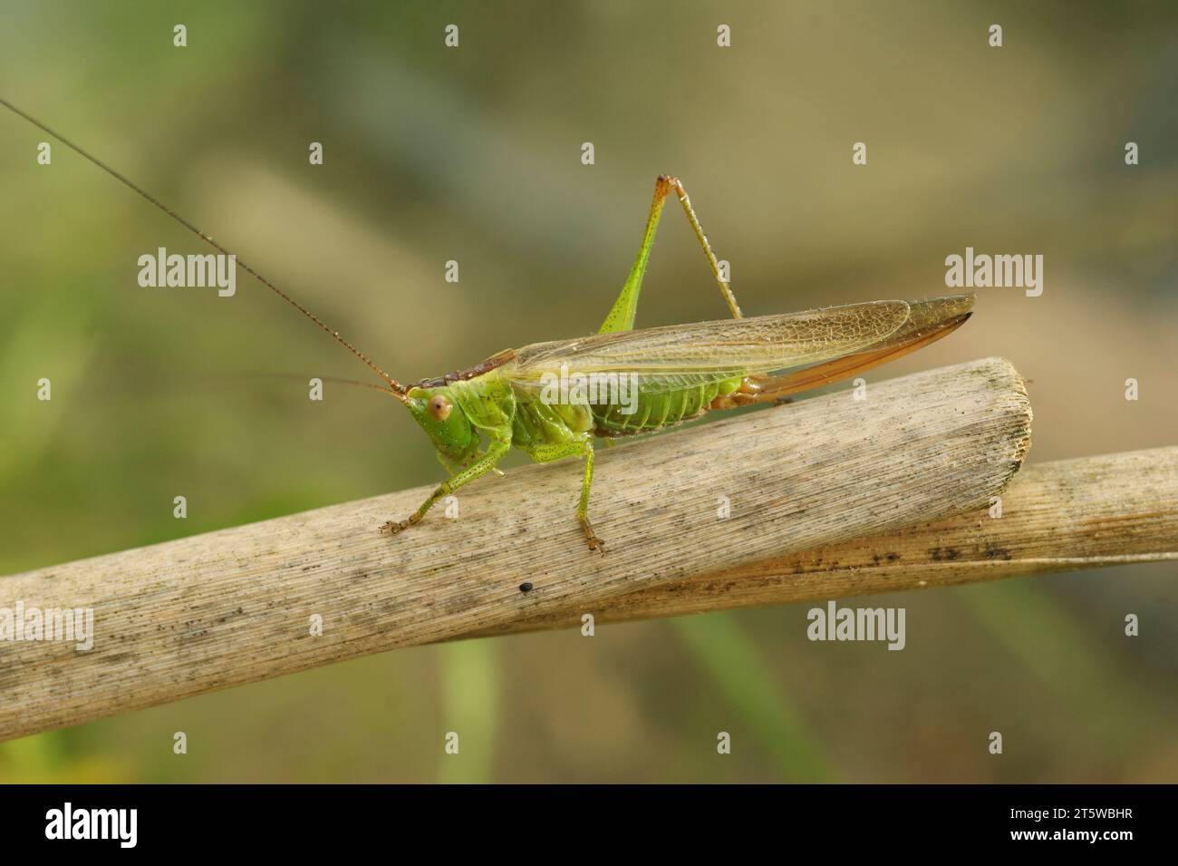 Natural closeup on the long winged cone-head grasshopper, Conocephalus ...