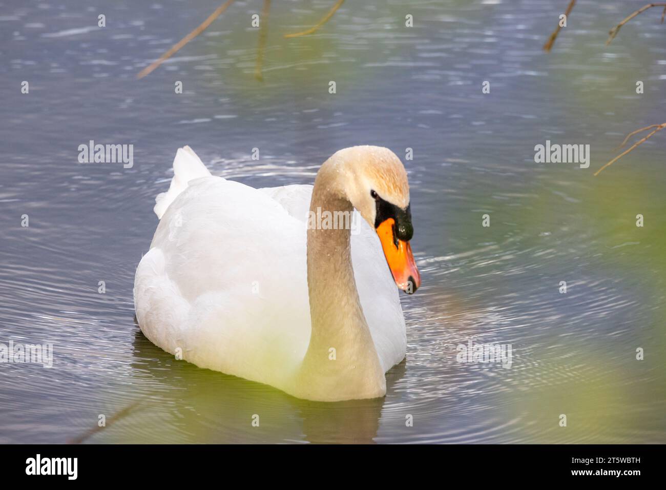 Europaischer schwan hi-res stock photography and images - Alamy