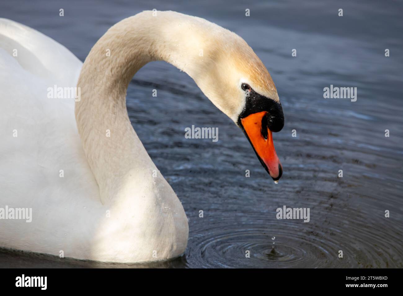 Europaischer schwan hi-res stock photography and images - Alamy