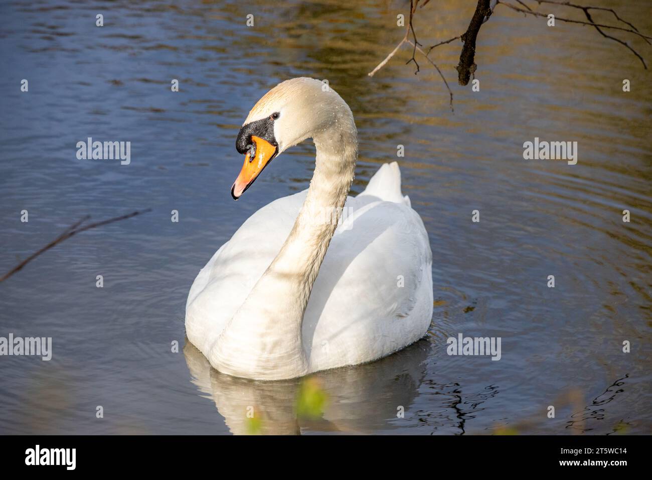 Europaischer schwan hi-res stock photography and images - Alamy