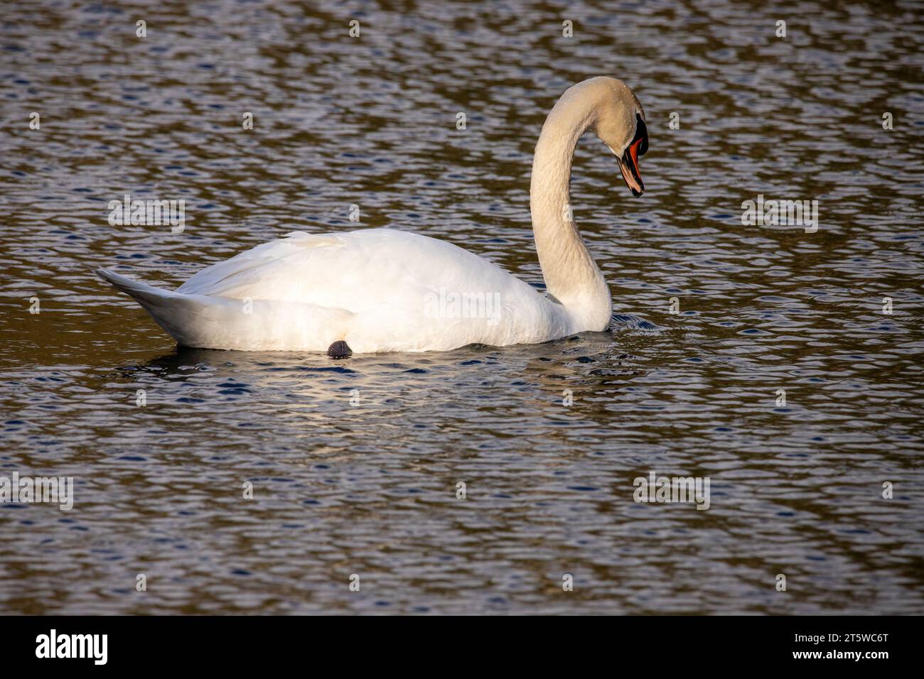 Europaischer schwan hi-res stock photography and images - Alamy
