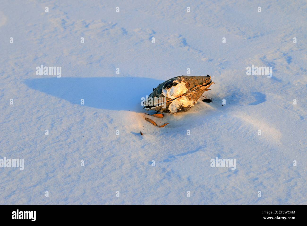 Defiled hi-res stock photography and images - Alamy