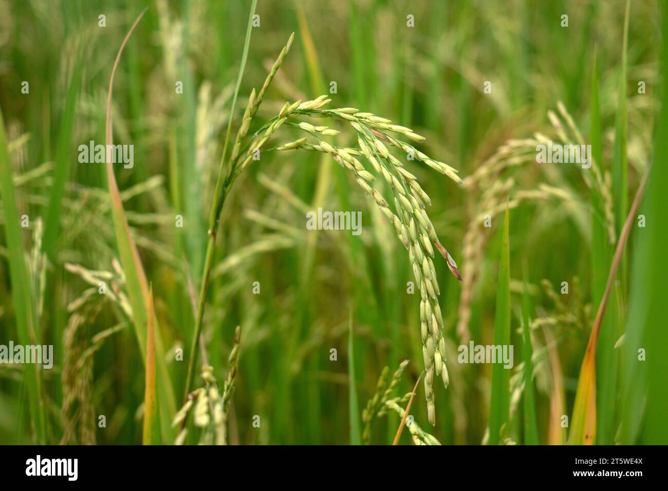Close up rice plant hi-res stock photography and images - Alamy