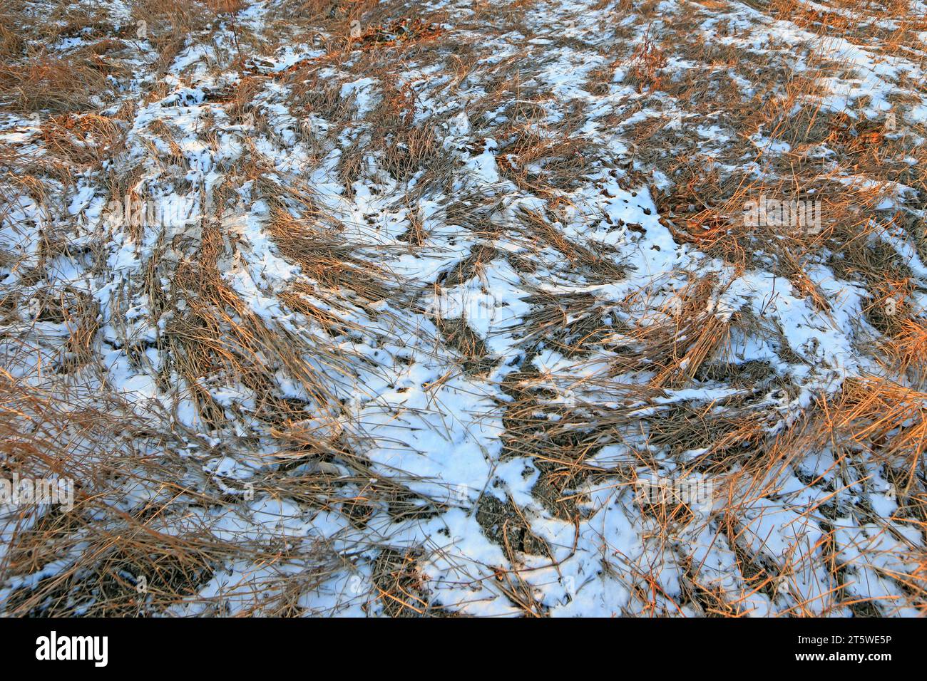grassland in the snow Stock Photo - Alamy