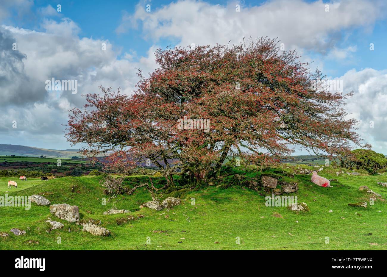 Crataegus monogyna fall leaf hi-res stock photography and images - Alamy