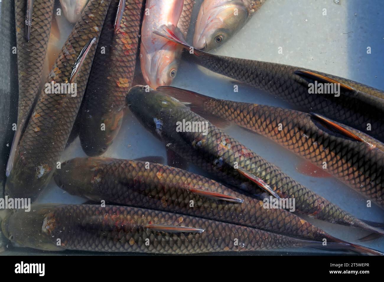 Grass carp hi-res stock photography and images - Alamy