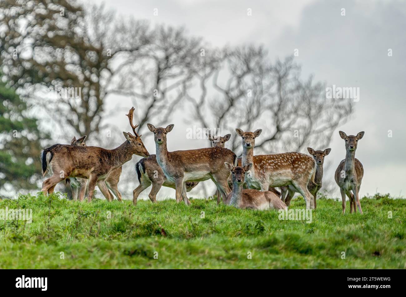This is Mount Edgcumbe Park in South East Cornwall with a fairly large ...