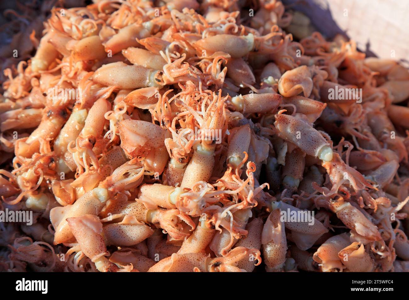 Cuttlefish piled up together Stock Photo - Alamy