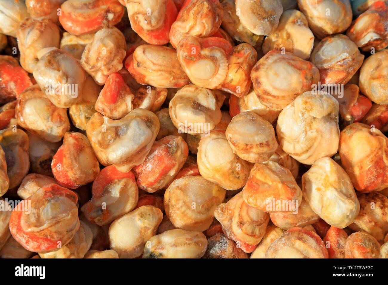 frozen scallop meat piled up together Stock Photo - Alamy
