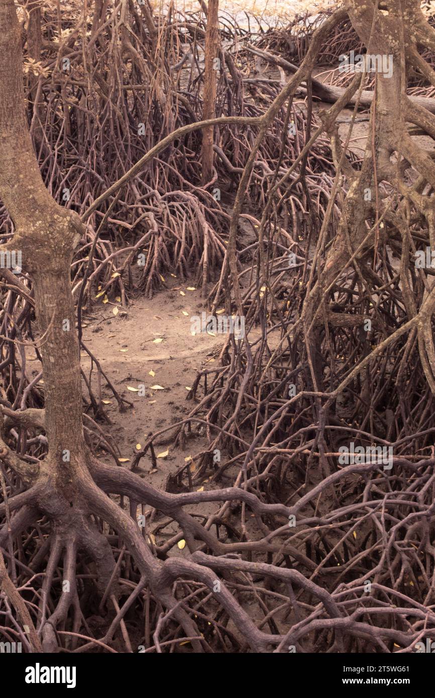 Bruguiera mangrove hi-res stock photography and images - Alamy