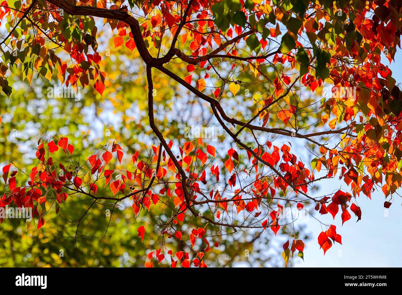 Tangdaowan wetland park hi-res stock photography and images - Alamy