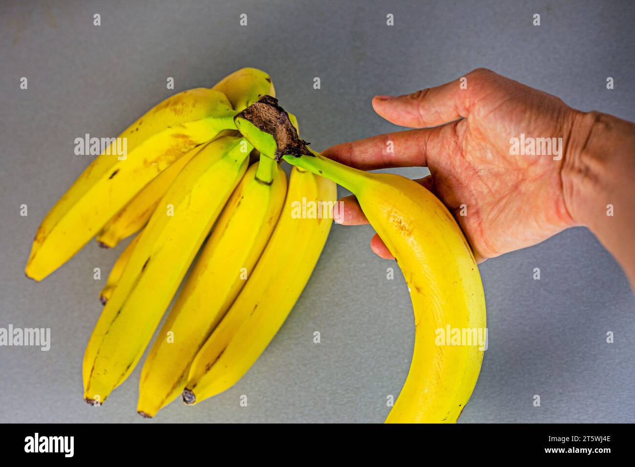 breaking off one banana from a bunch of bananas lying in the kitchen ...