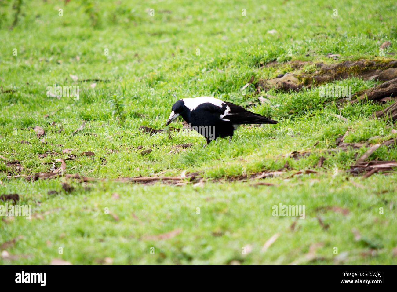 The magpie is a distinctive looking bird, with glossy black and ...
