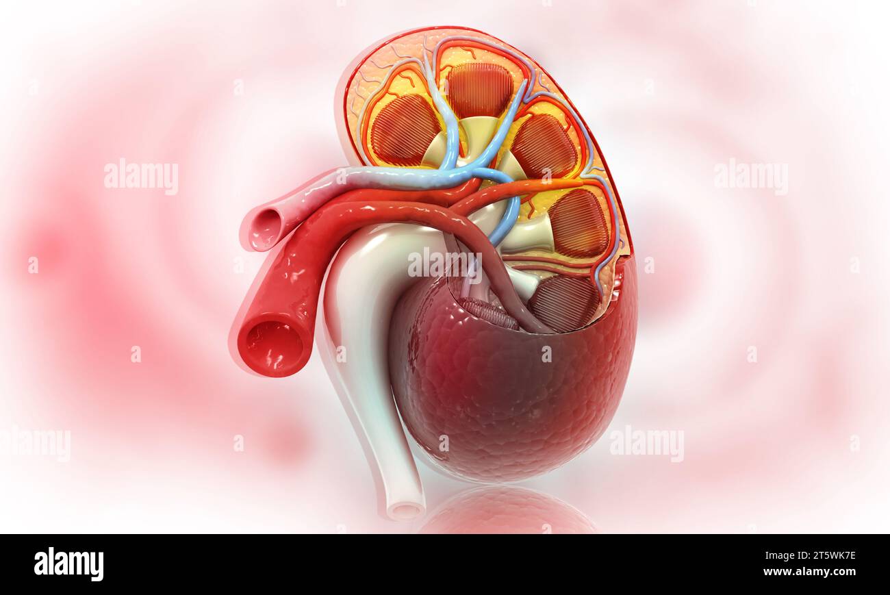 cross section of Human kidney on scientific background. 3d illustration ...