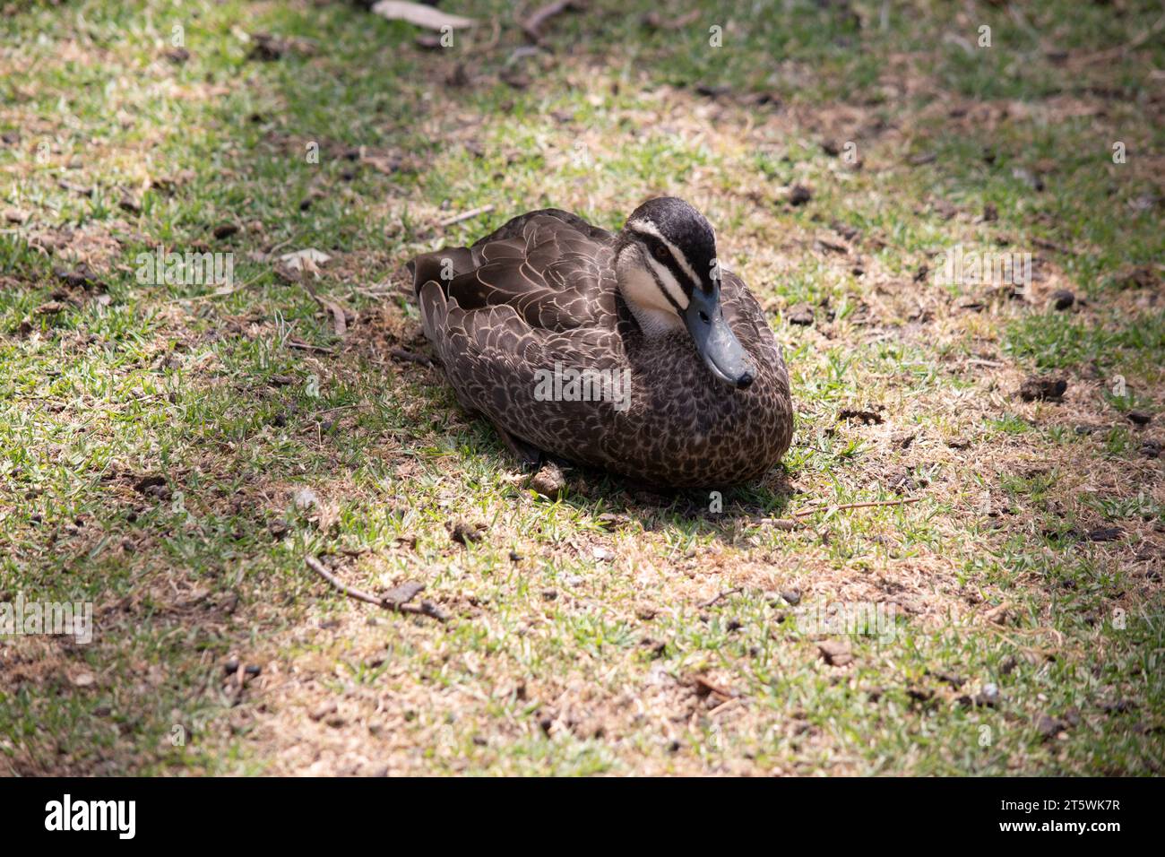 the pacific black duck has a dark body and a paler head with a dark ...