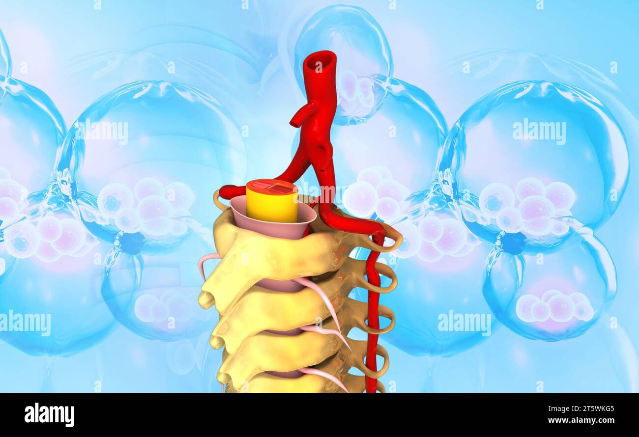 Human vertebrae anatomy science background. 3d illustration Stock Photo ...