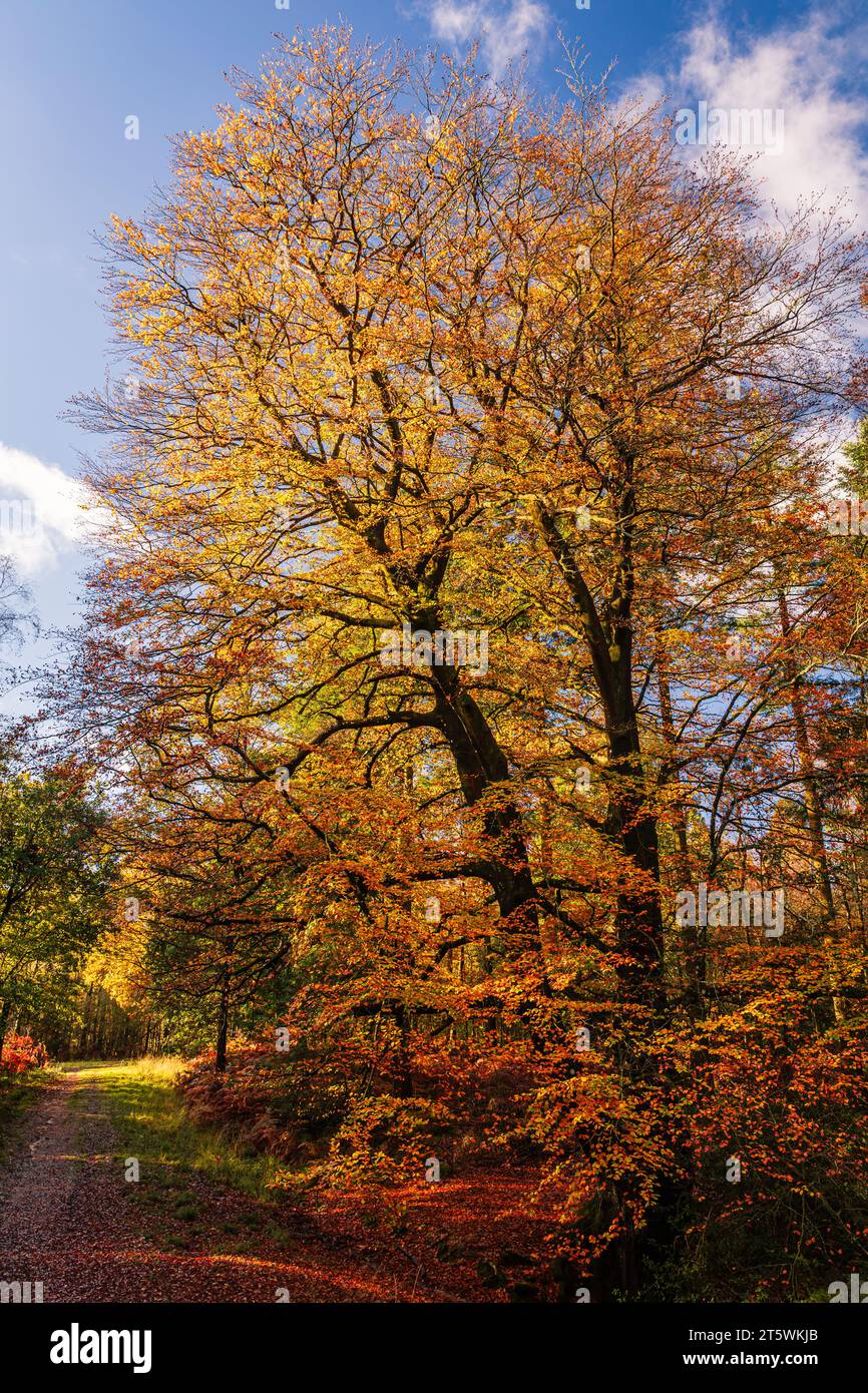 Low weald woods uk hi-res stock photography and images - Alamy