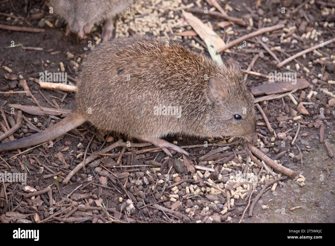 The Long-nosed Potoroo have a brown to grey upper body and paler ...