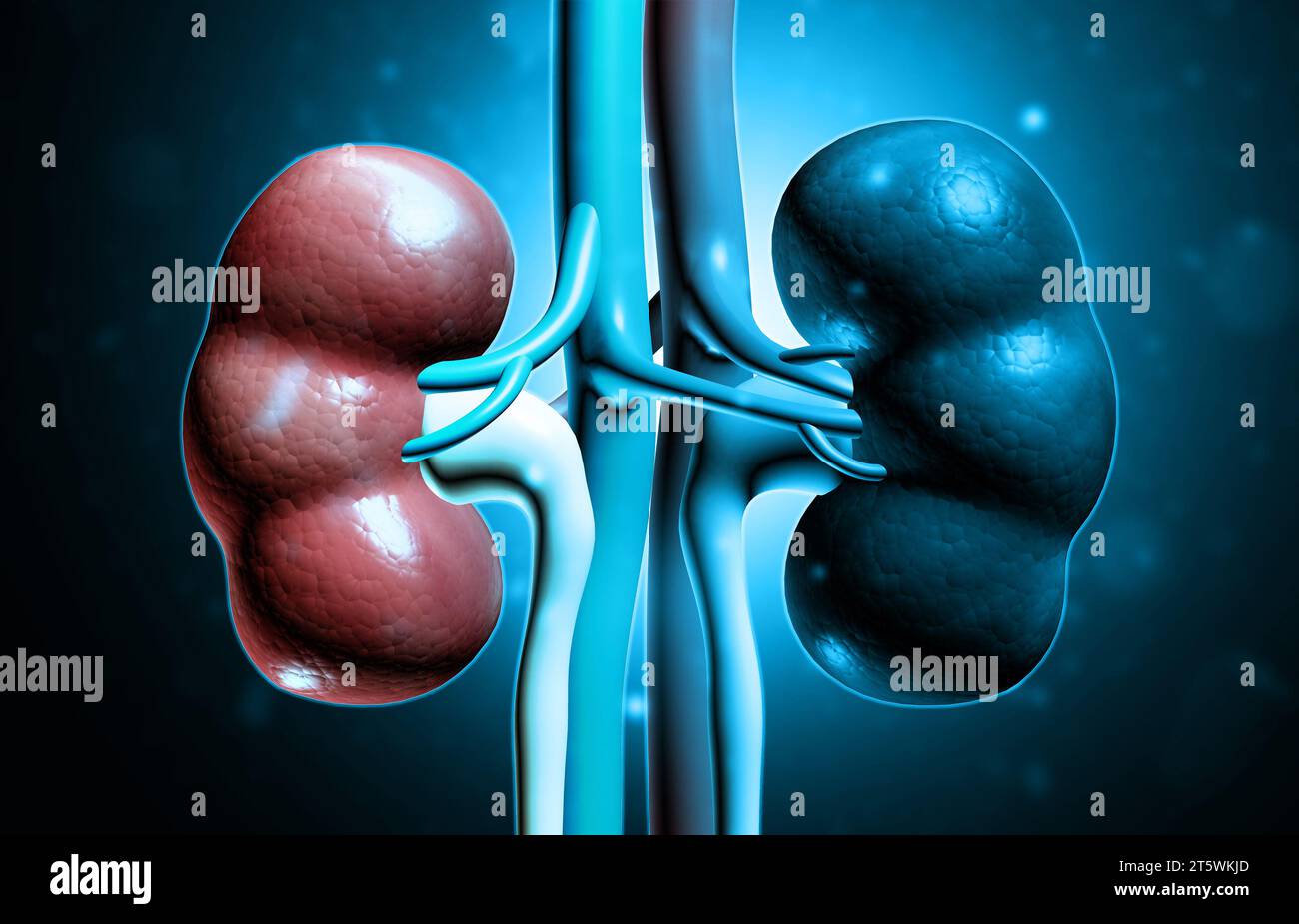 Human kidney anatomy on science background. 3d illustration Stock Photo ...