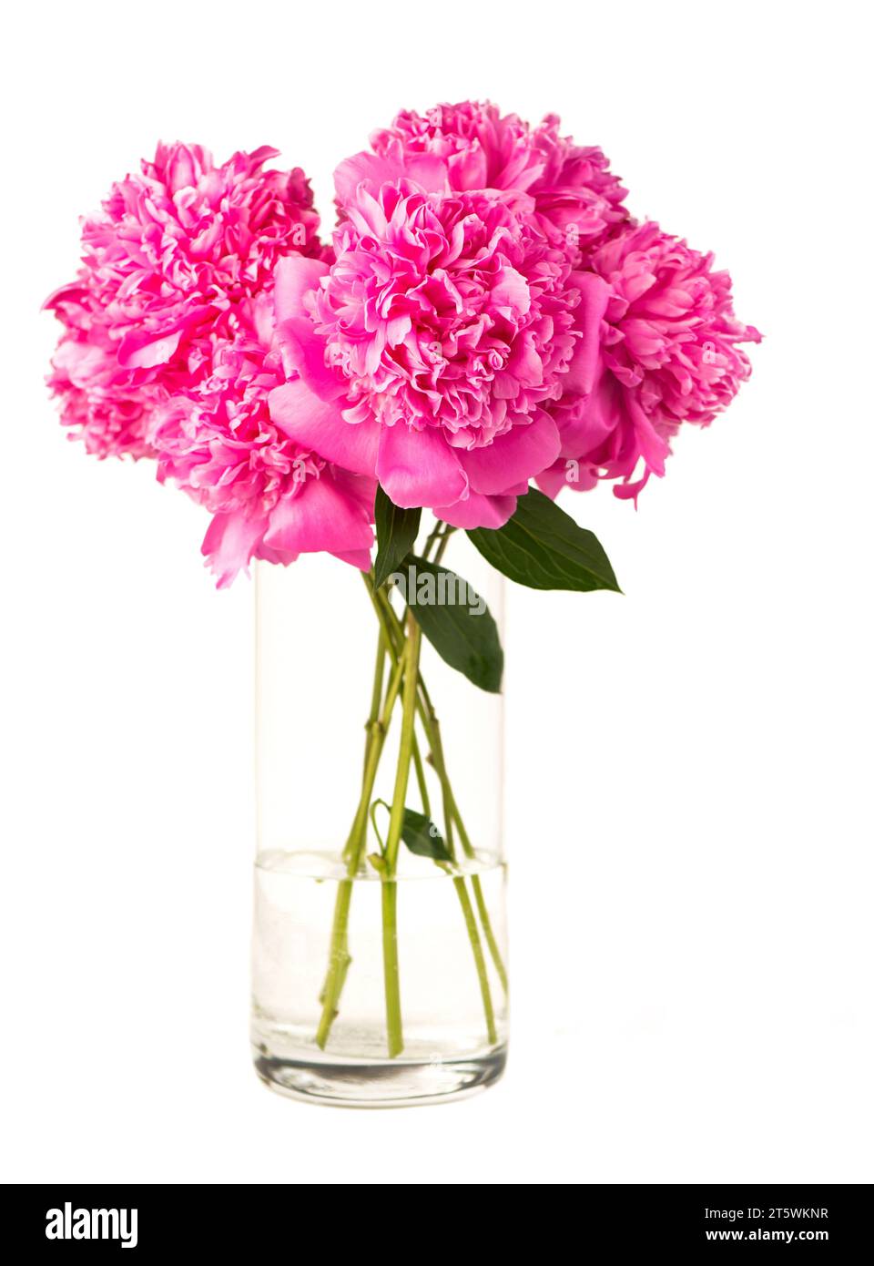 Beautiful pink peony. Blooming peony flower is open, close-up. Wedding ...