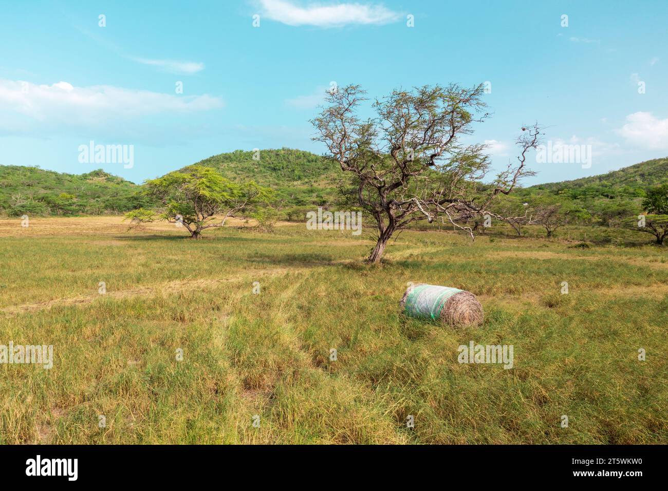 A round, yellow-colored hay bale sits in a lush green field surrounded ...