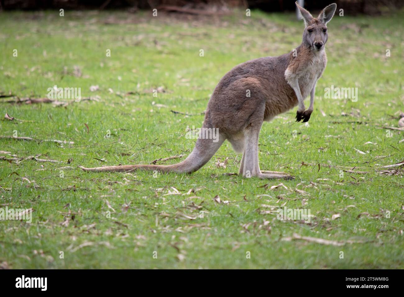 Male red kangaroos have red-brown fur. They have shortened upper limbs ...