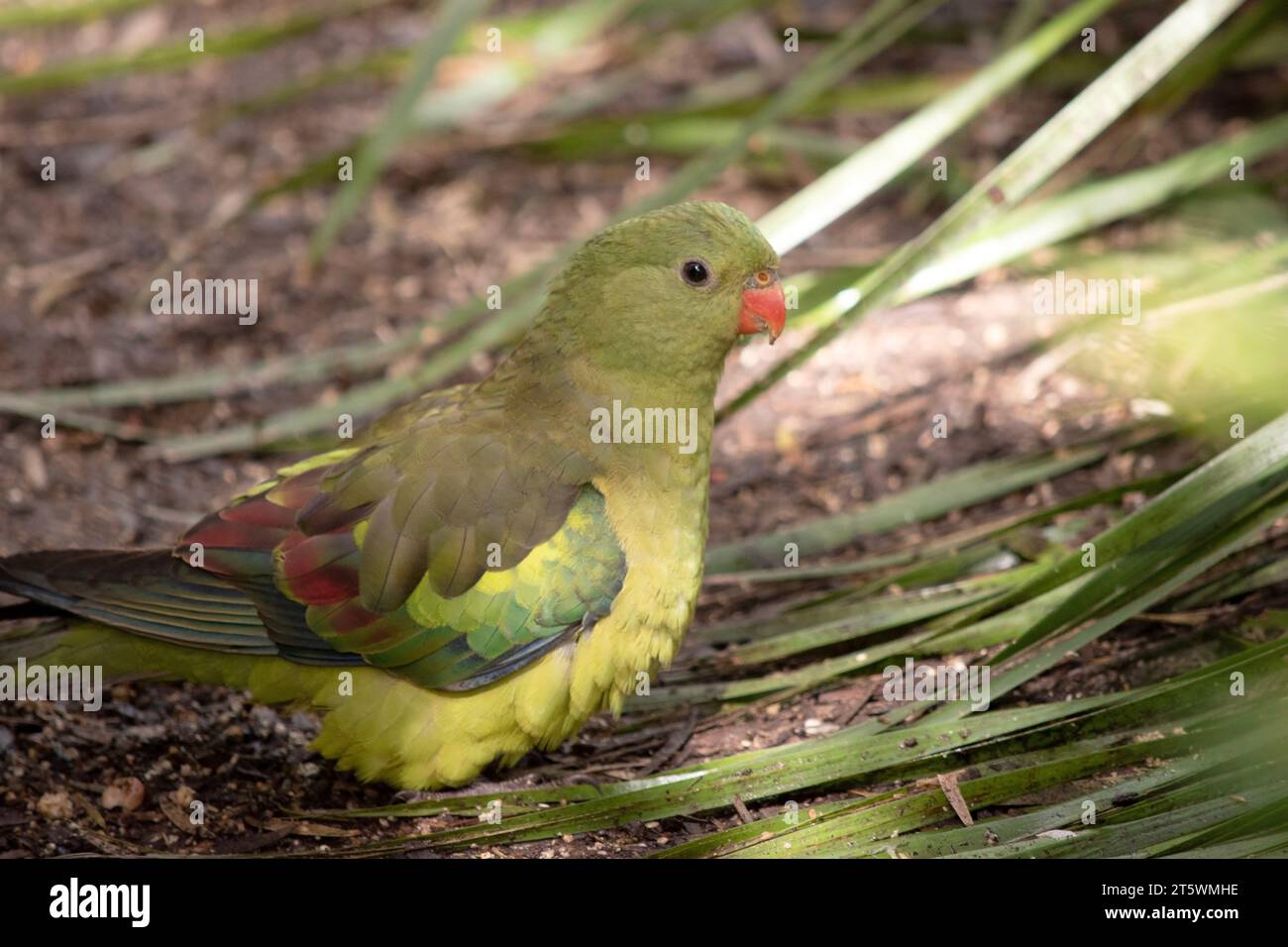 The female regent parrot is all light greefen. It has yellow shoulder ...