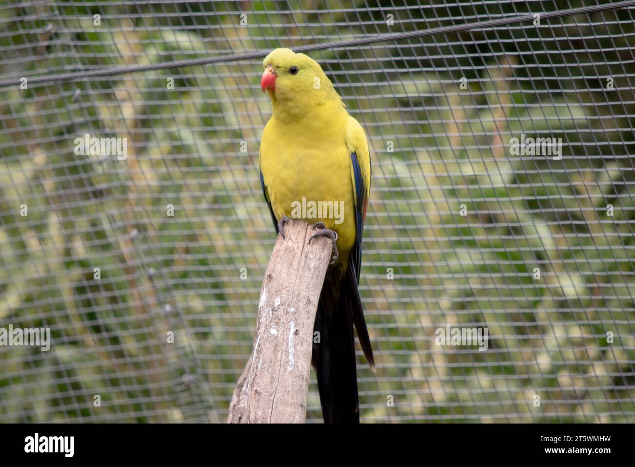 The female regent parrot is all light green. It has yellow shoulder ...