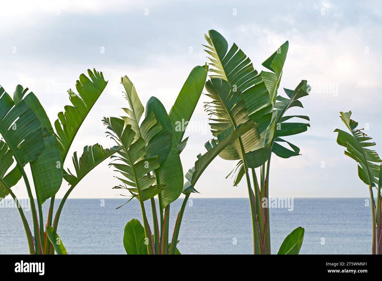 Sea. Beach. Banana palms. The picture symbolizes relaxation by the sea ...