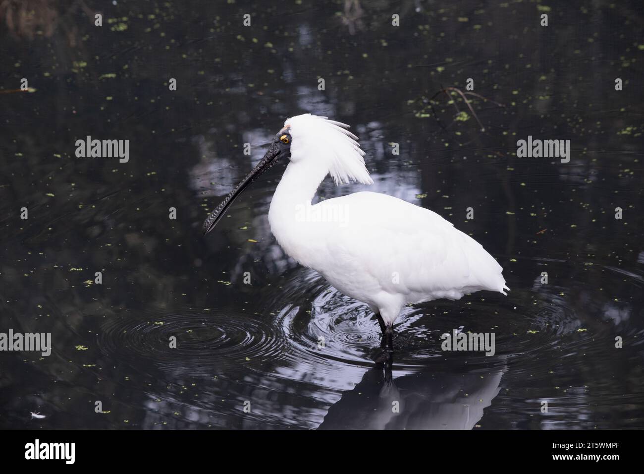 The royal spoonbill is a large white sea bird with a black bill that ...