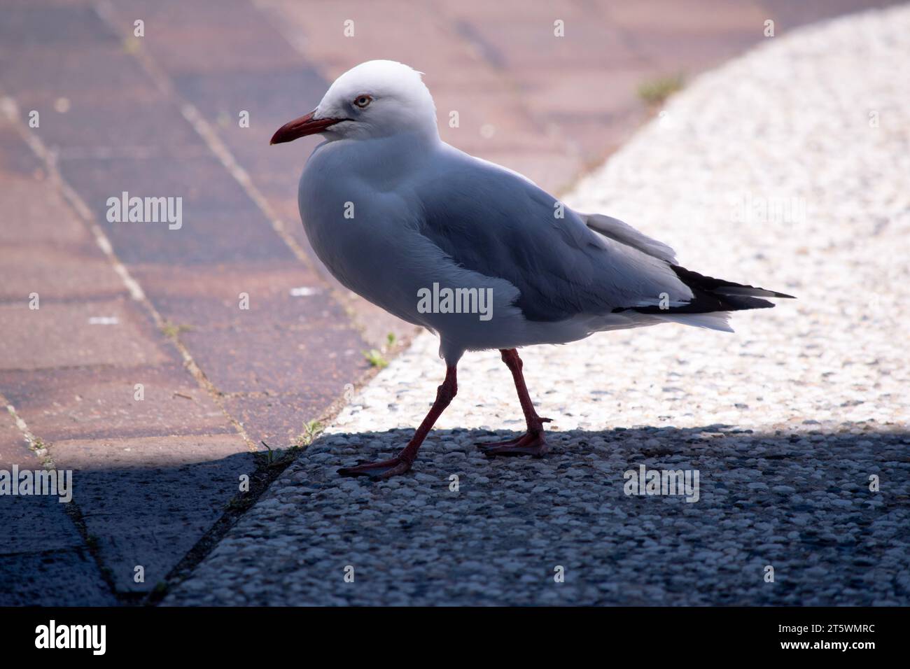 A seagull is a type of bird that lives near the coast and around bodies ...