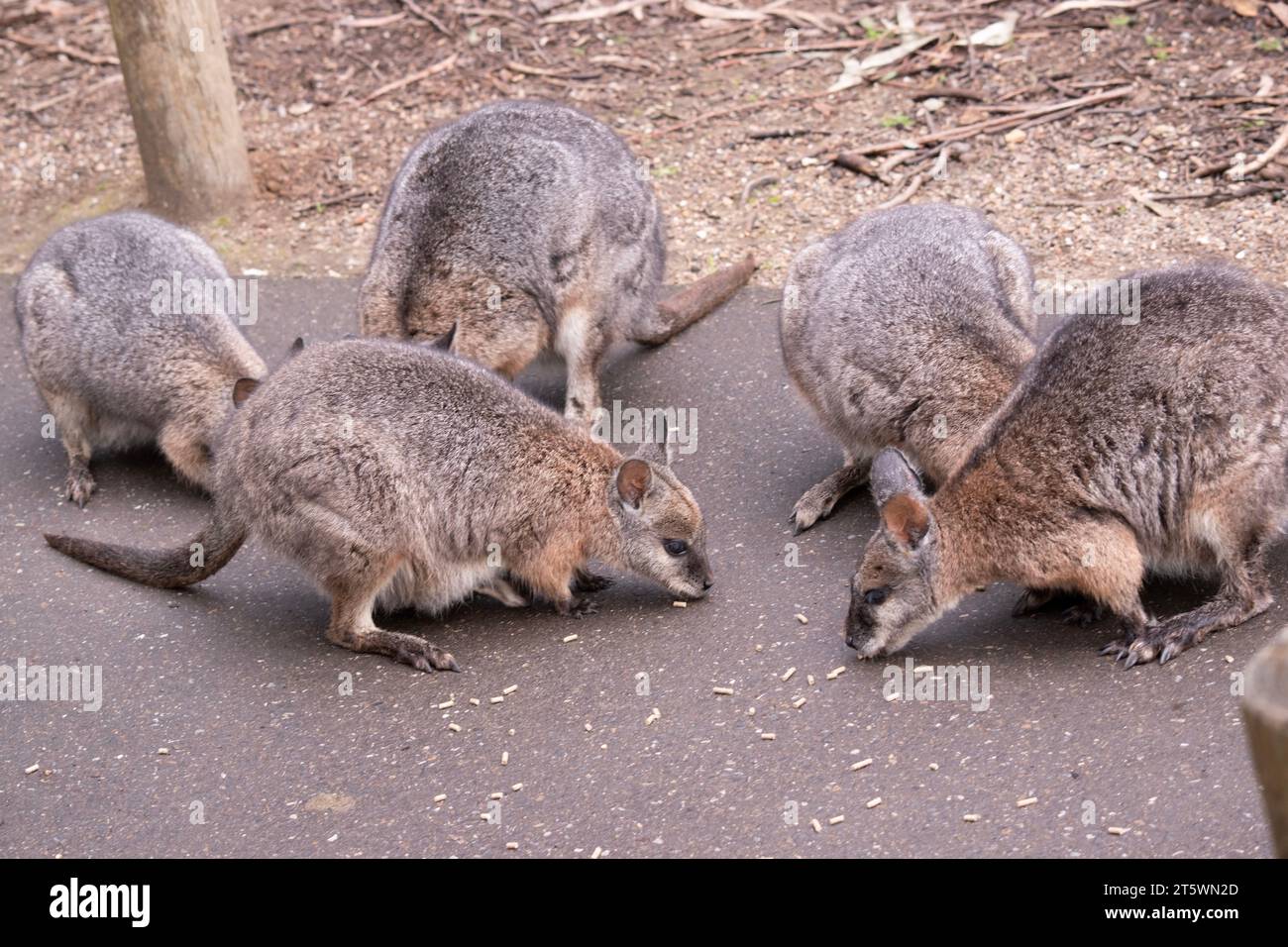 the tammar wallabies are gathered around food that has been dropped on the ground Stock Photo ...