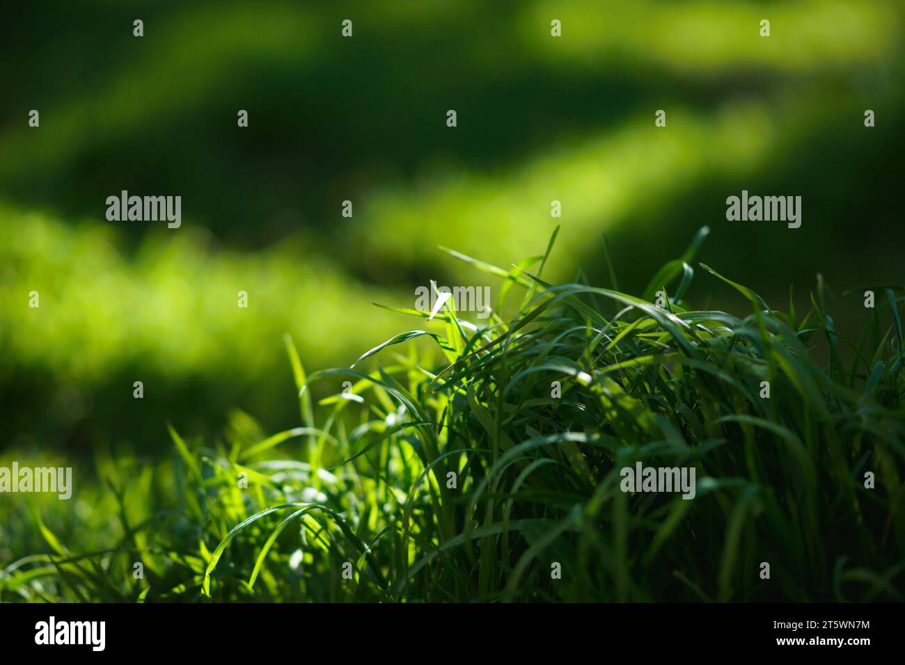 Fresh green grass grow in spring field, side view, copy space Stock ...