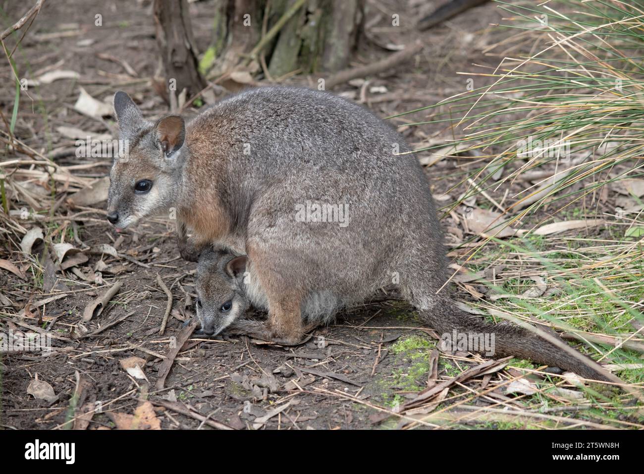 the tammar wallaby has a joey in her pouch Stock Photo - Alamy