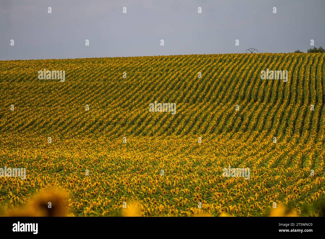 Rournesol hi-res stock photography and images - Alamy