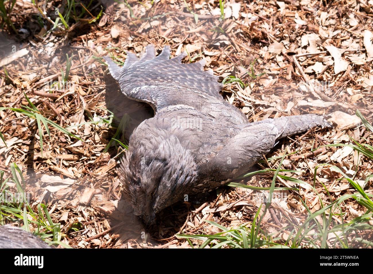Feathers mimic hi-res stock photography and images - Alamy