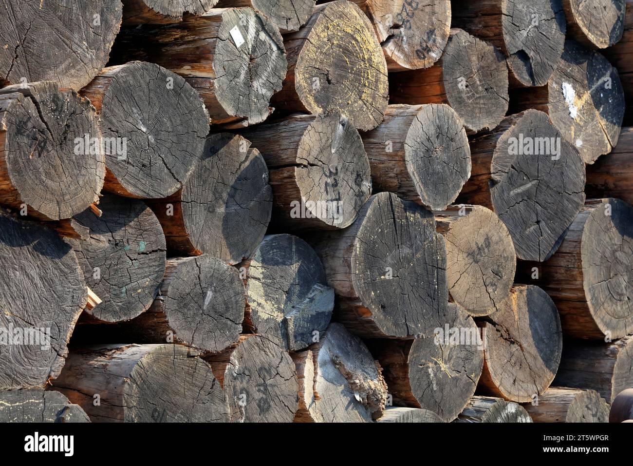 Wood cross section Stock Photo - Alamy
