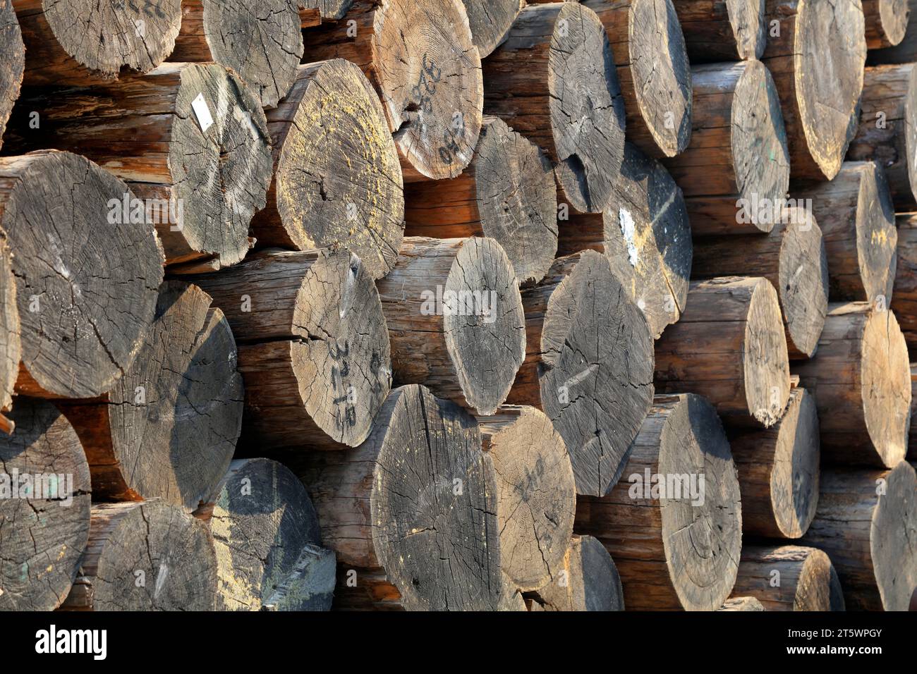 Wood cross section Stock Photo - Alamy